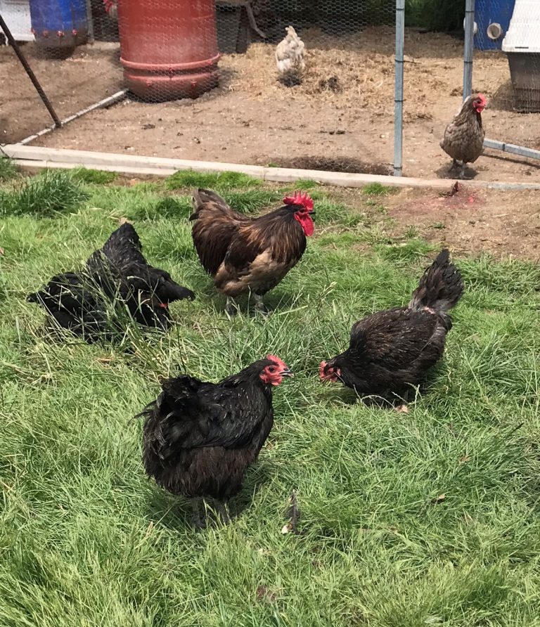 Best Laying Chickens - All About Raising Chickens