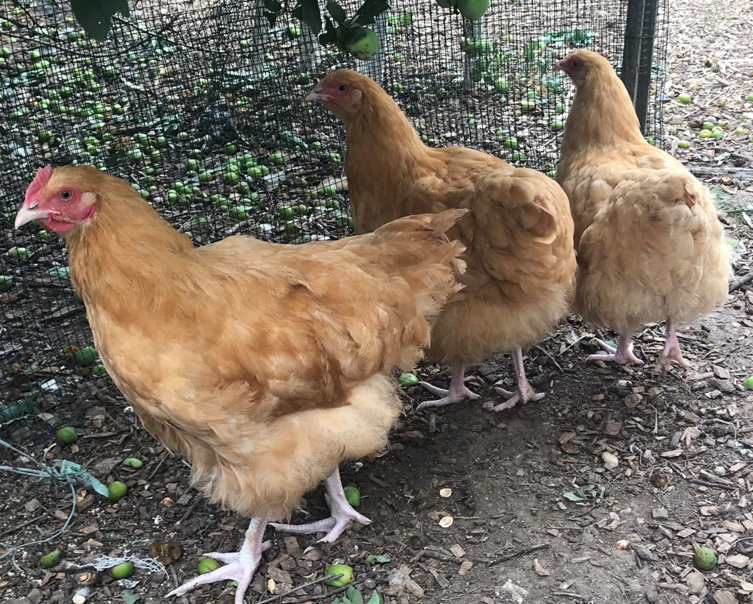 Buff Orpington Chickens - All About Raising Chickens