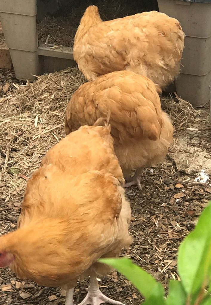 Buff Orpington Chickens - All About Raising Chickens