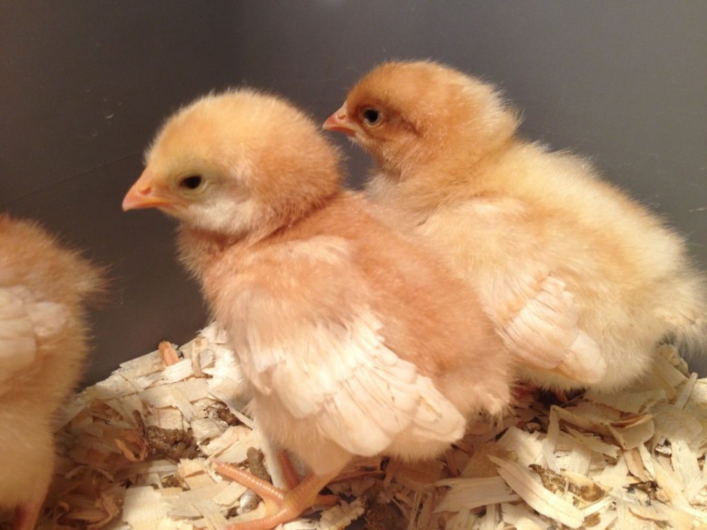 Cinnamon Queen Chickens - All About Raising Chickens