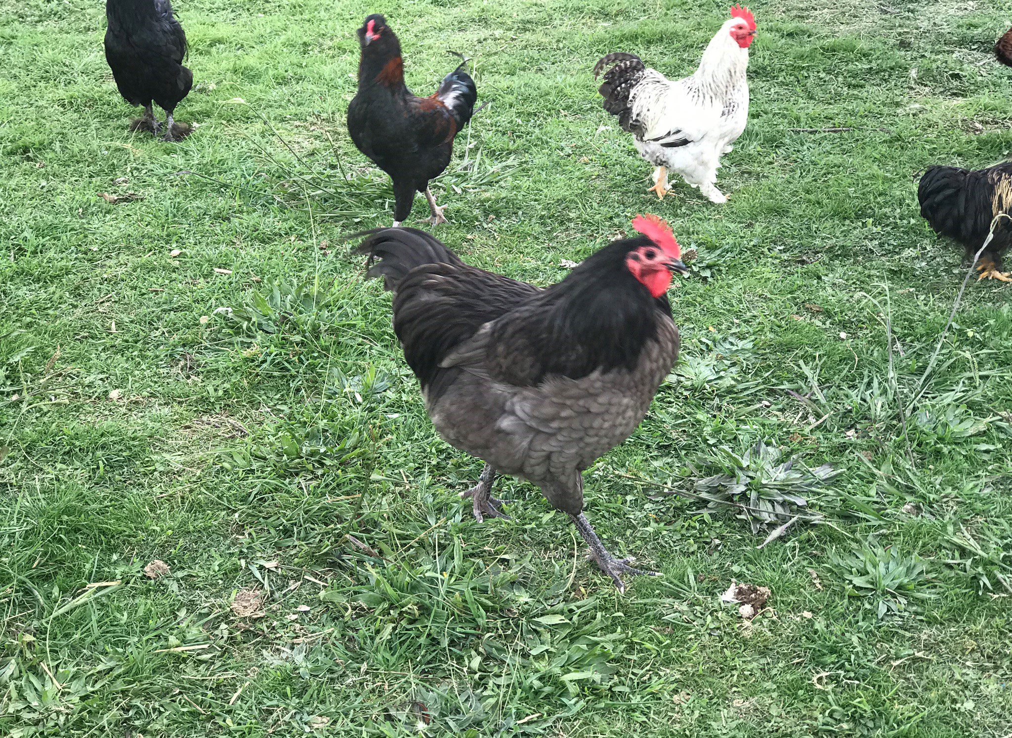Blue Australorp Chickens - All About Raising Chickens