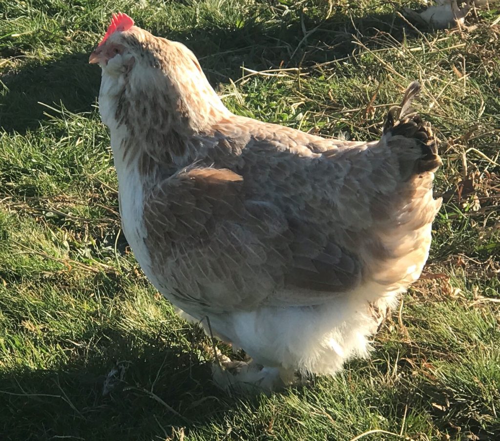 Faverolles Chickens - All About Raising Chickens