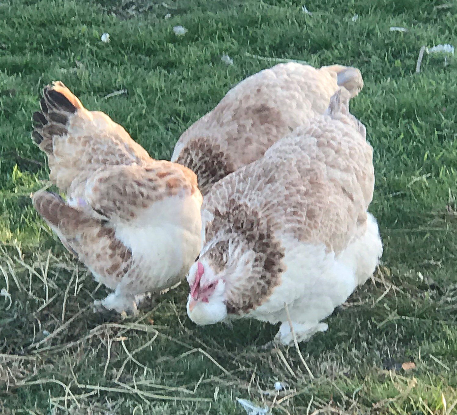 Faverolles Chickens - All About Raising Chickens