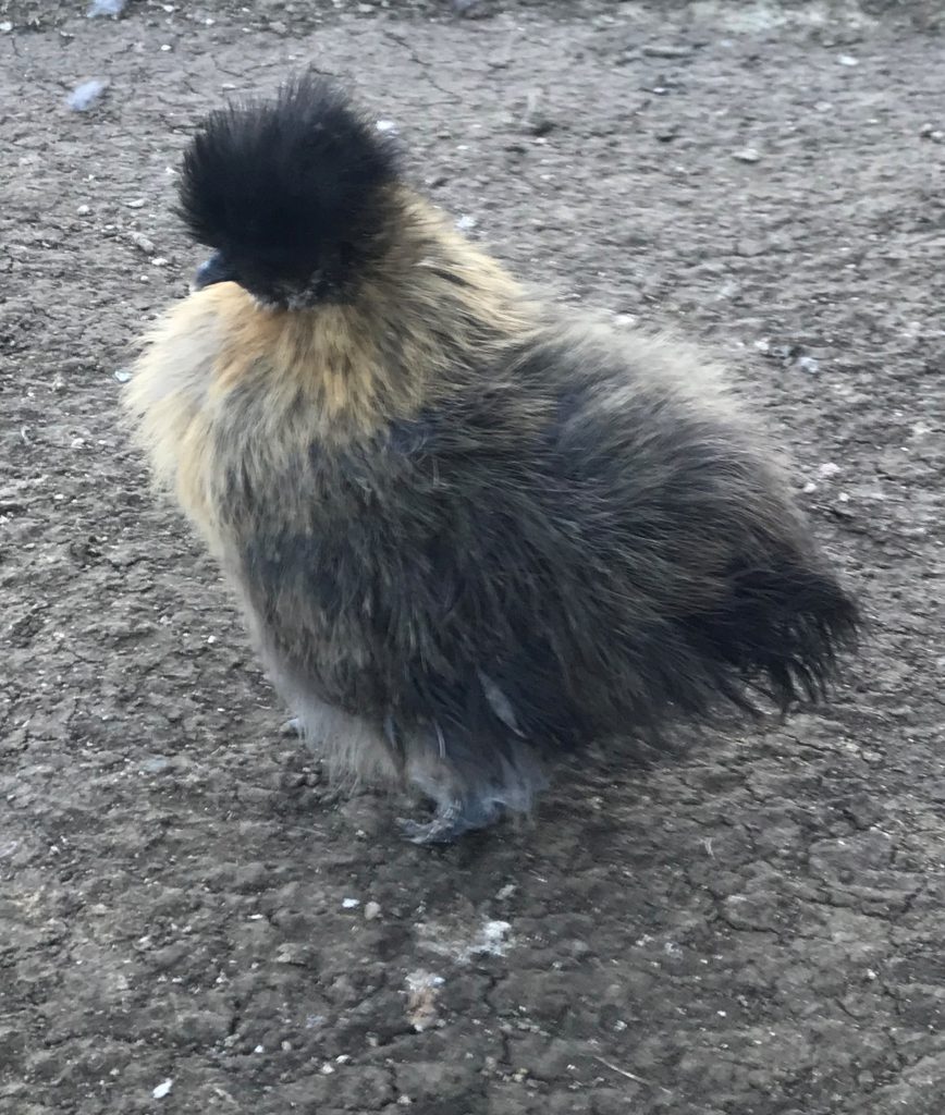 Bantam Chickens - All About Raising Chickens
