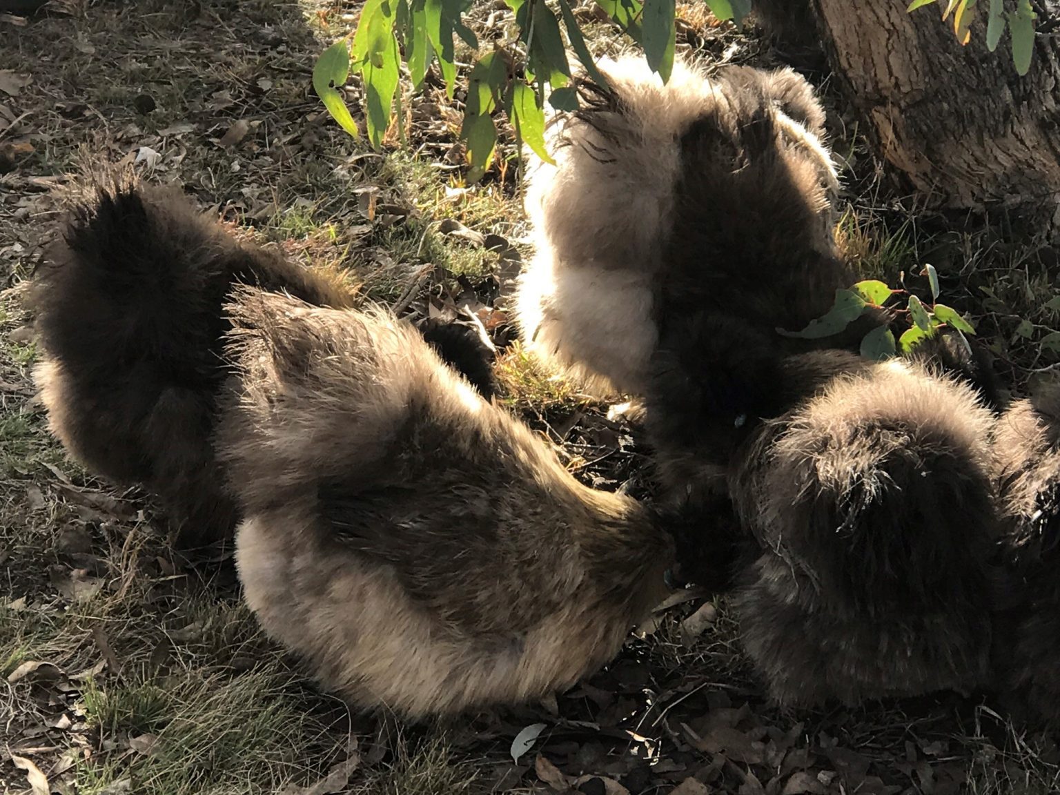 Silkie Chickens - All About Raising Chickens