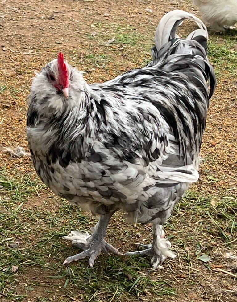 Faverolles Chickens - All About Raising Chickens