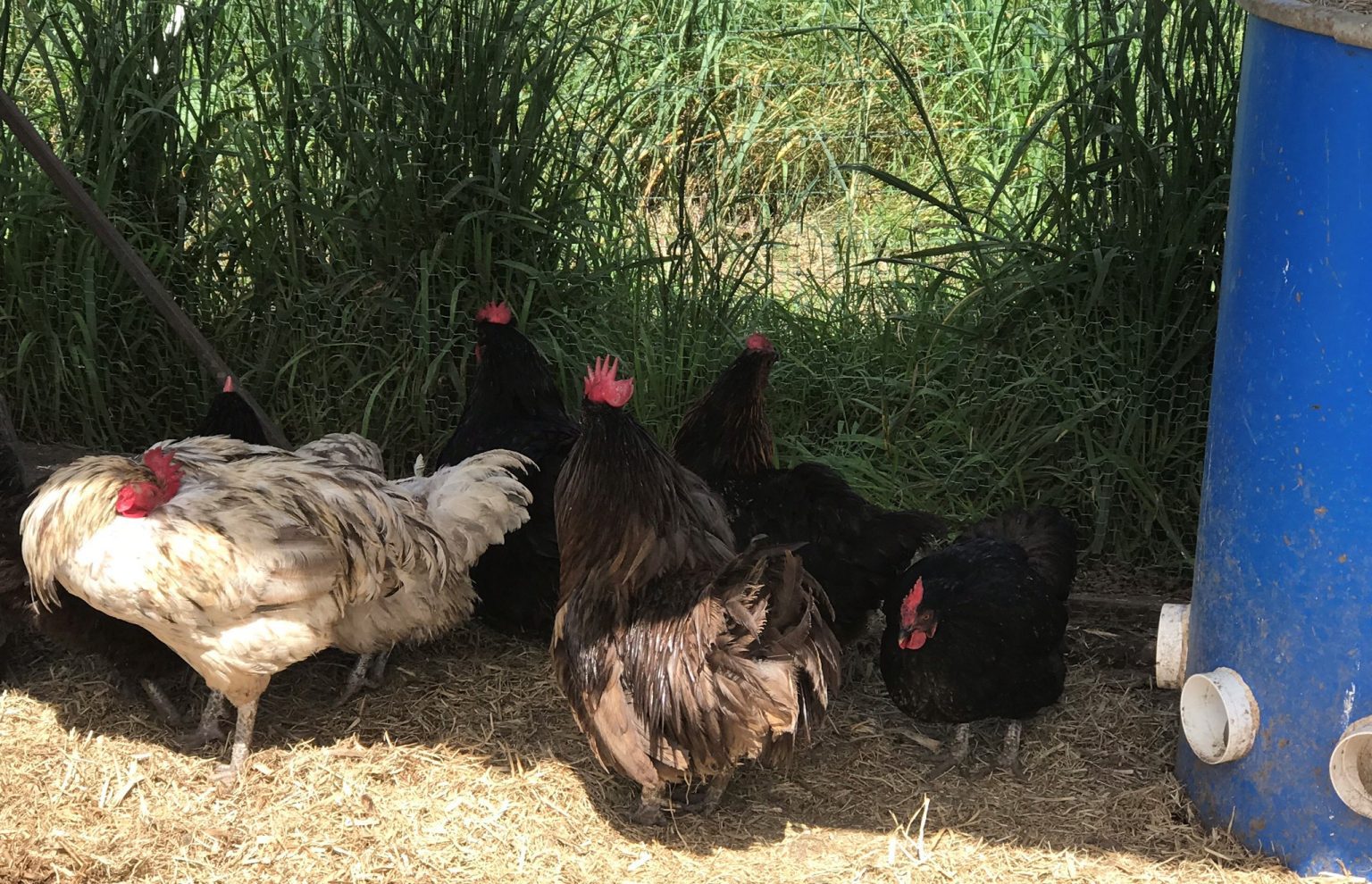 How Long Do Chickens Live? | All About Raising Chickens