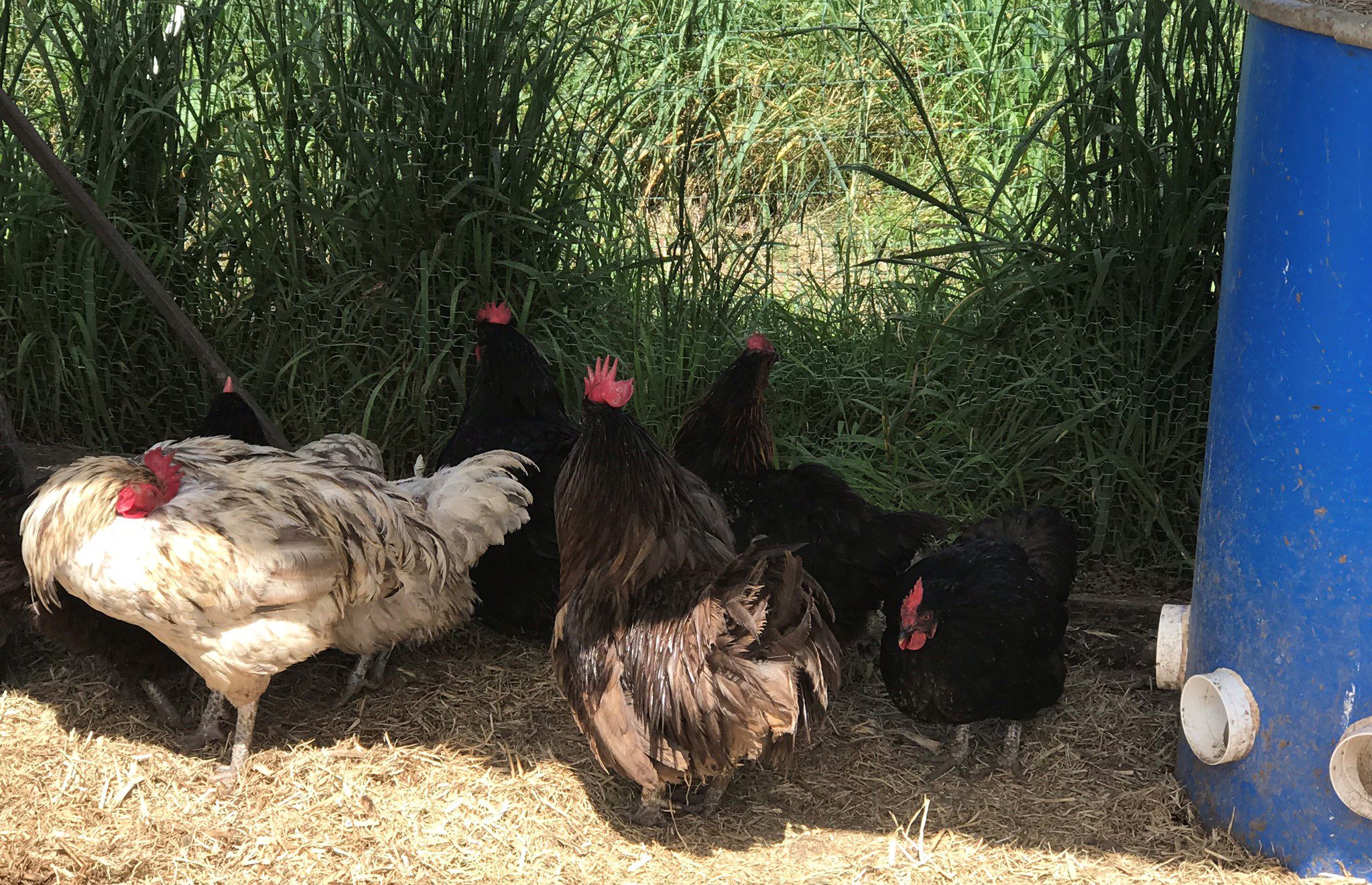 How Long Do Chickens Live? | All About Raising Chickens