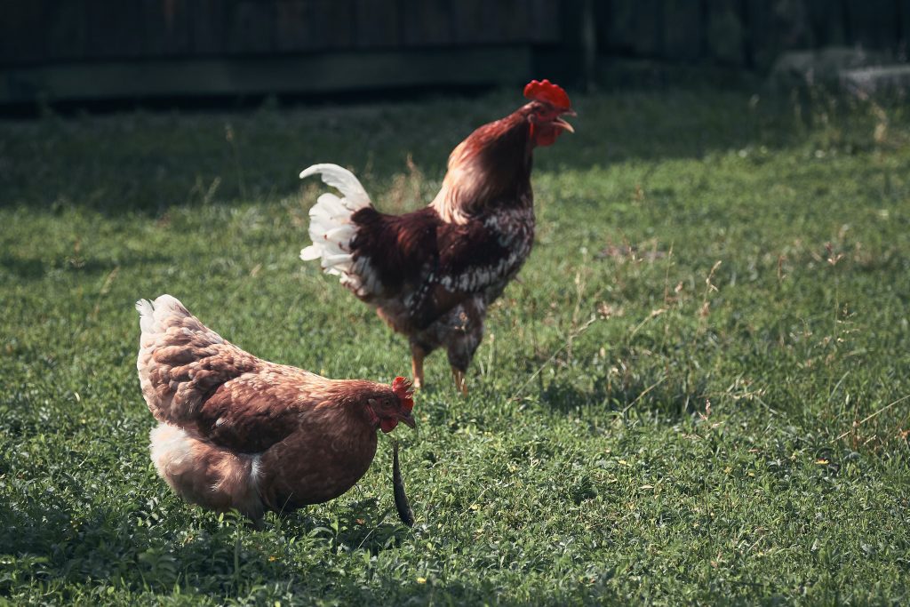 Cinnamon Queen Chickens - All About Raising Chickens