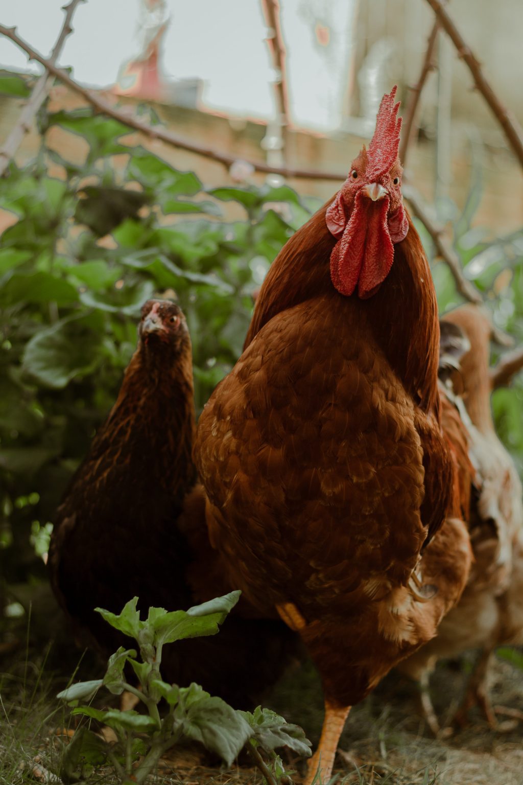 Cinnamon Queen Chickens - All About Raising Chickens