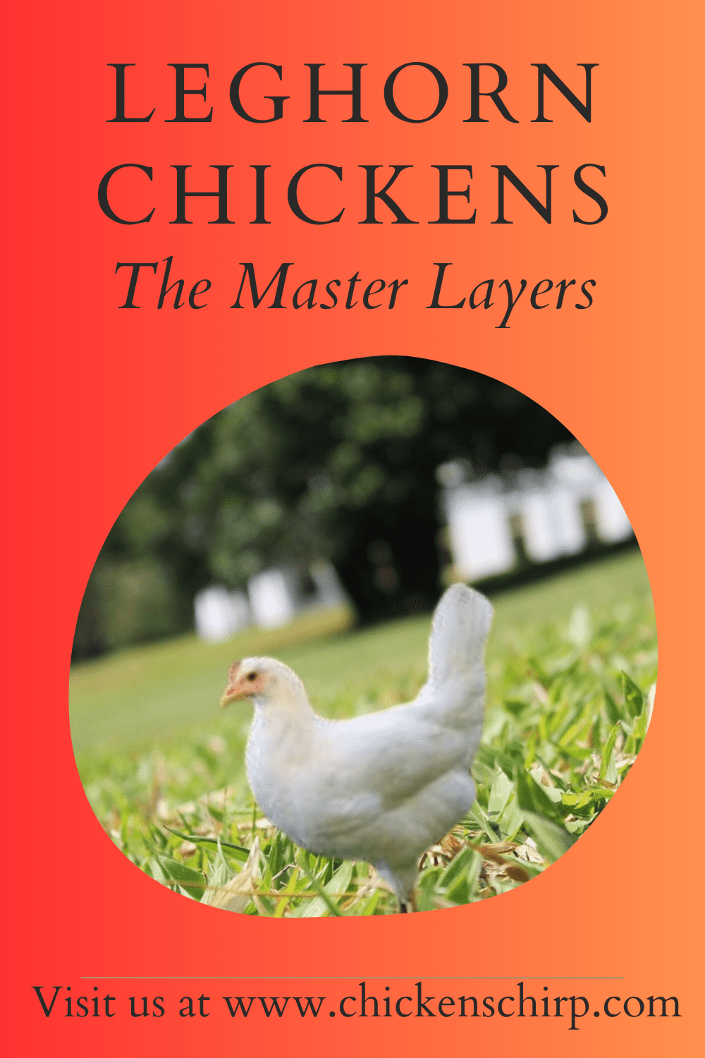 Leghorn Chickens | All About Raising Chickens