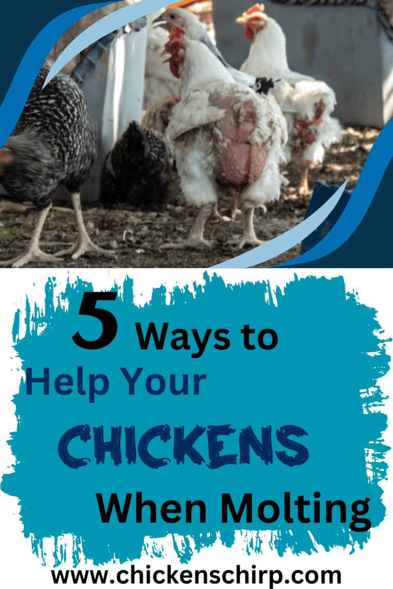 Chicken Molting - All About Raising Chickens