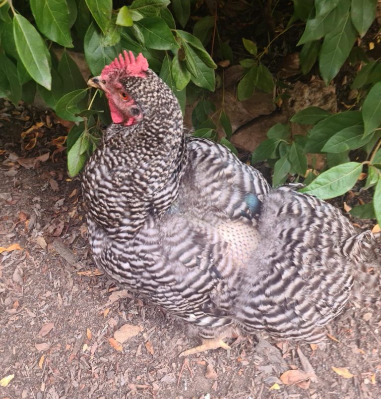 Chicken Molting - All About Raising Chickens