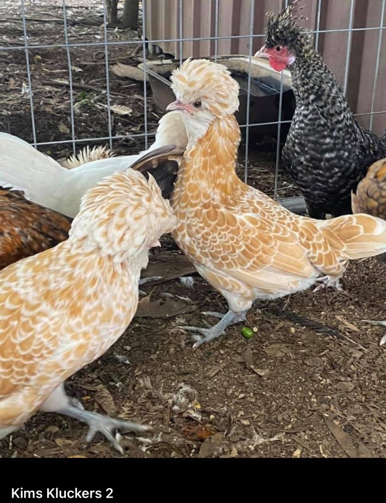 Buff Laced Polish Chickens - All About Raising Chickens
