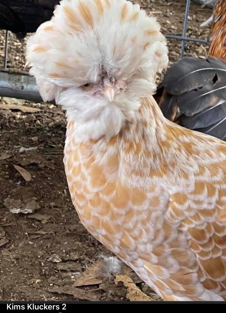 Buff Laced Polish Chickens - All About Raising Chickens
