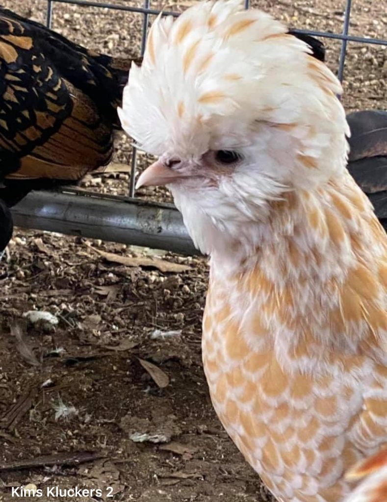 Buff Laced Polish Chickens - All About Raising Chickens