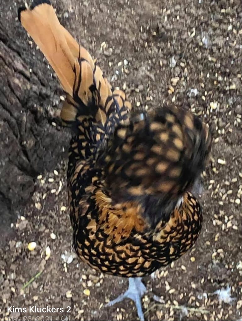 Gold Laced Polish Chickens - All About Raising Chickens