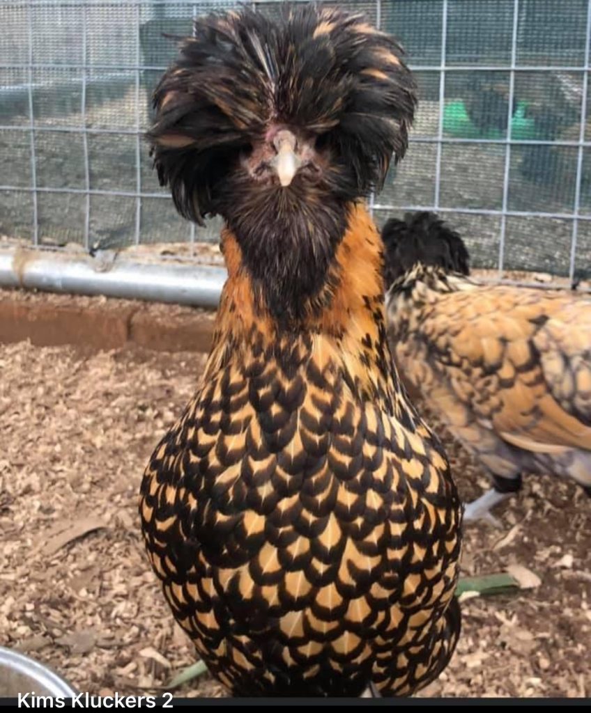 Gold Laced Polish Chickens - All About Raising Chickens