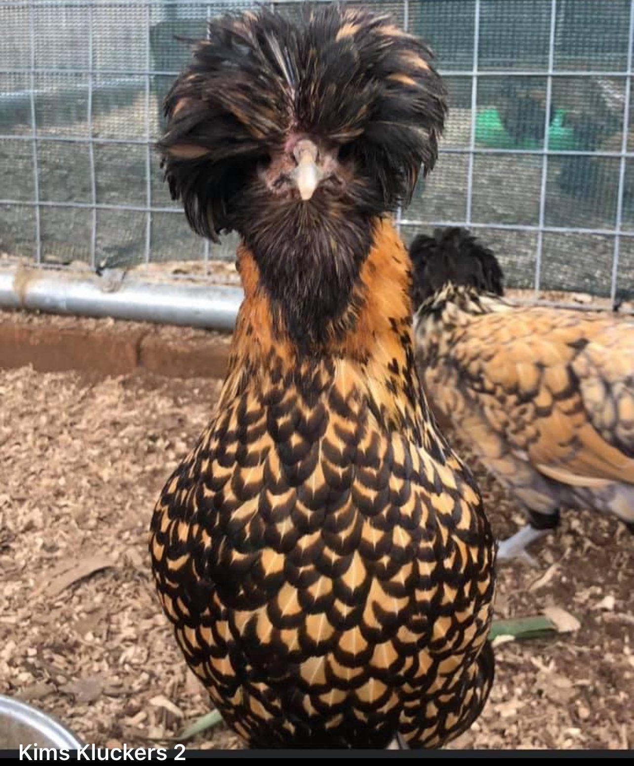 Gold Laced Polish Chickens - All About Raising Chickens