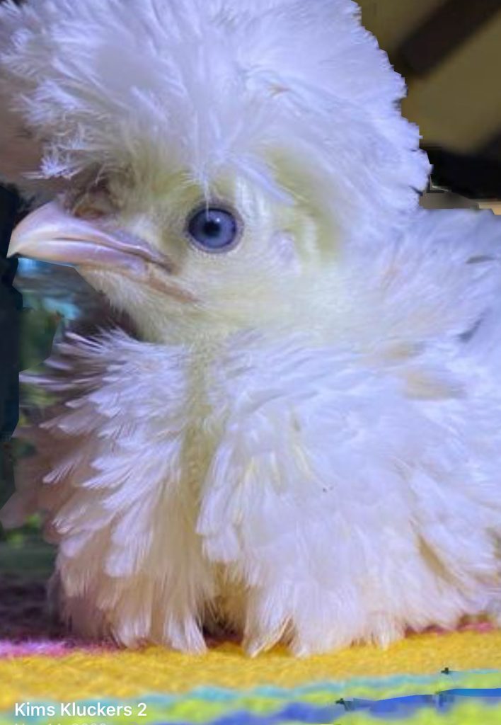 Polish Chickens Breeds - All About Raising Chickens