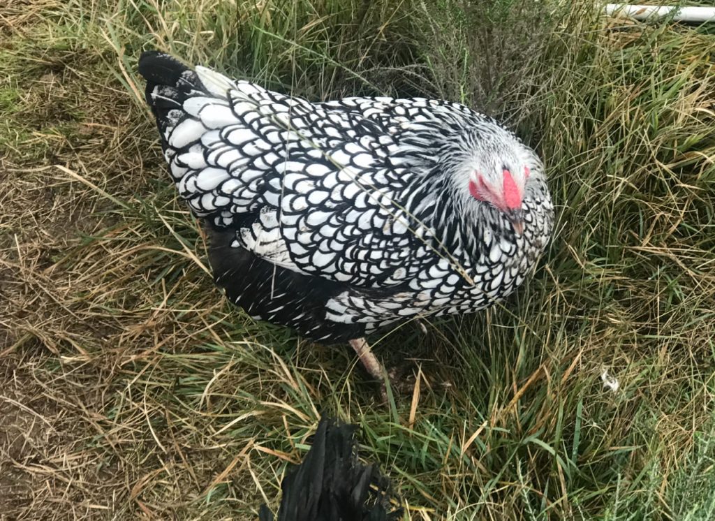 20 Most Popular Chickens - All About Raising Chickens
