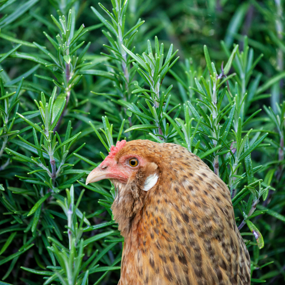Oregano Power Herbs for Chickens - Unlocking their Best Health - All ...