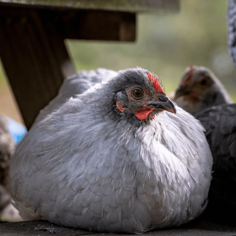 Lavender Orpington Chickens | All About Raising Chickens