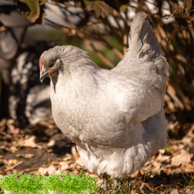 Lavender Orpington Chicken - All About Raising Chickens