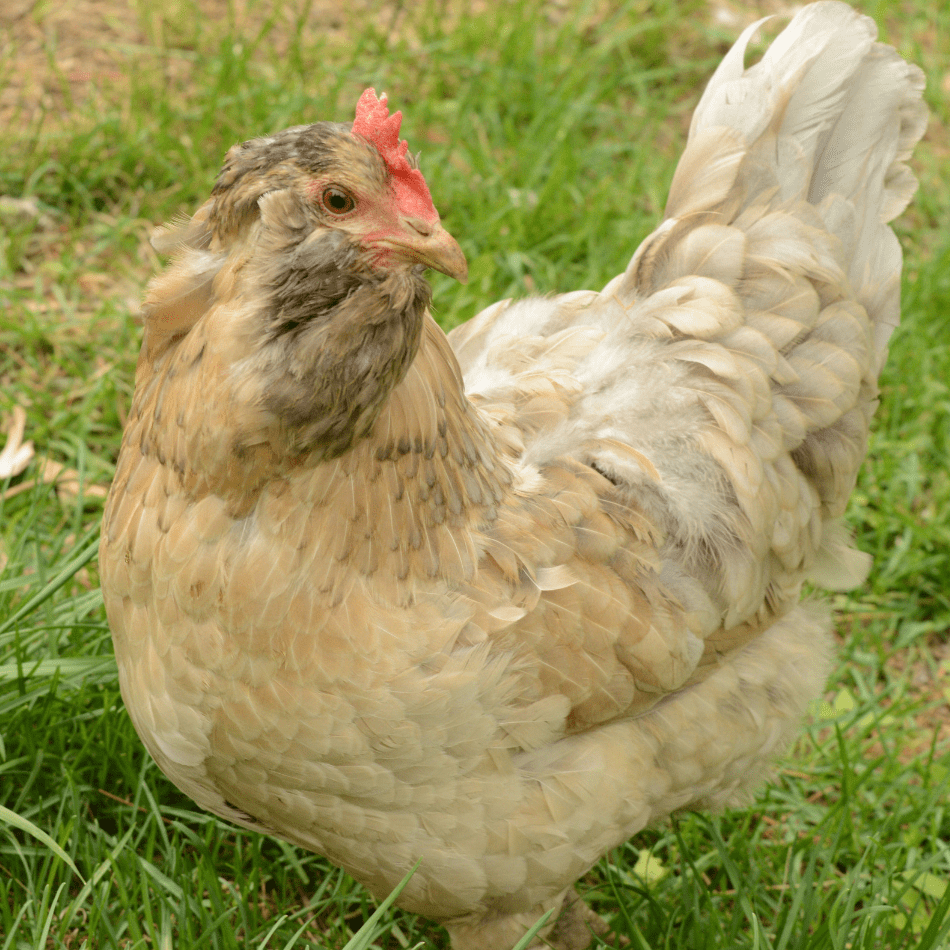Olive Egger Chickens - All About Raising Chickens