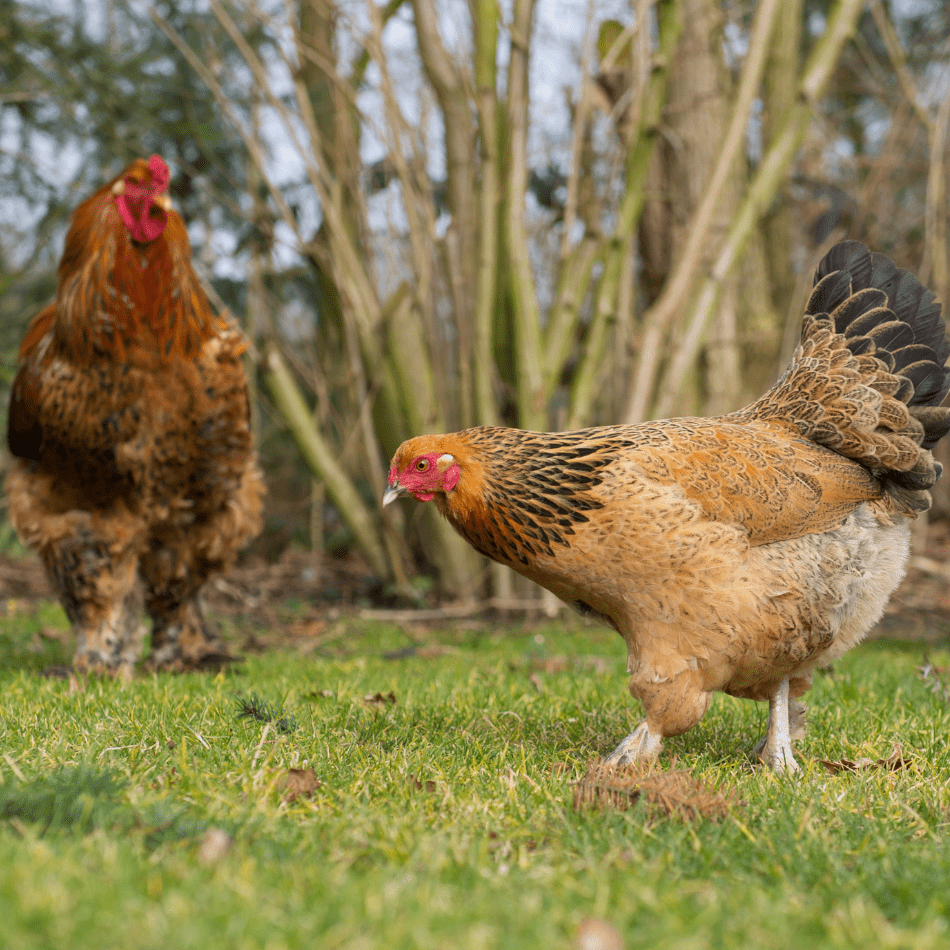 Do Buff Brahma Chickens Make Excellent Backyard Pets? - All About ...