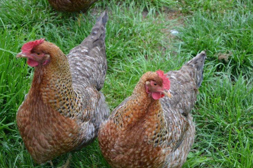 Can Rare Bielefelder Chickens Survive In Cold Climates All About