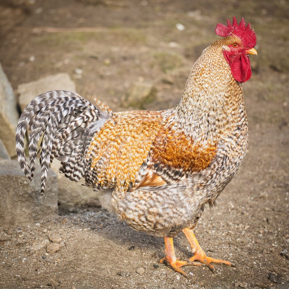 Can Rare Bielefelder Chickens Survive In Cold Climates? - All About ...