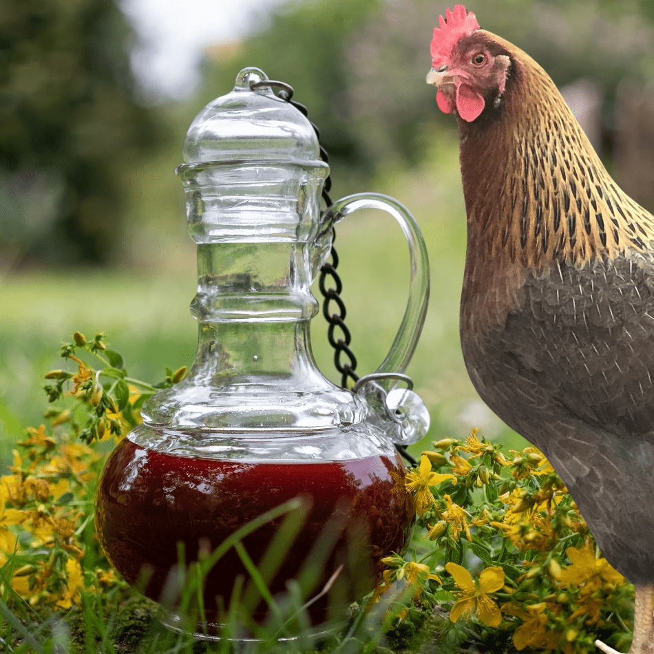 Mood Boosting Secrets of St John's Wort for Chickens! - All About ...