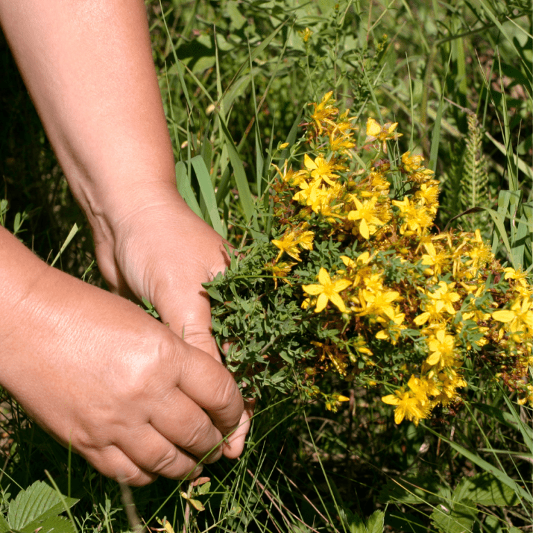 Mood Boosting Secrets of St John's Wort for Chickens! - All About ...
