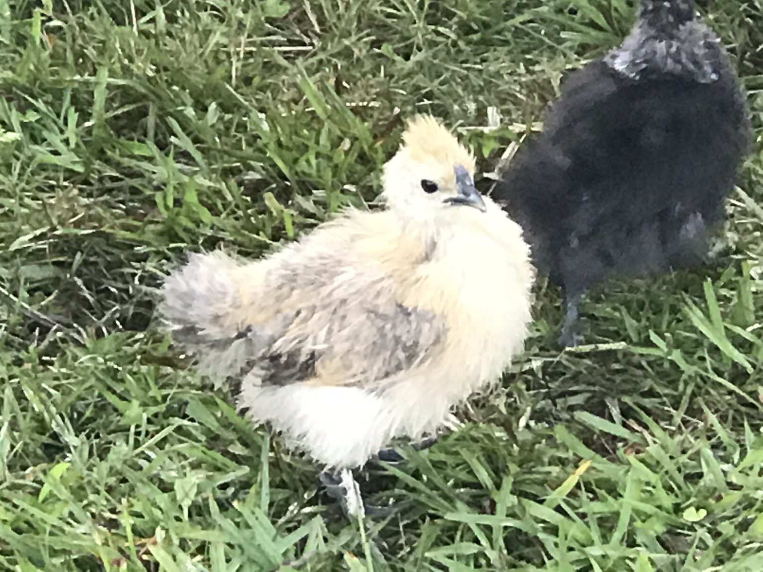From Fluff to Feathers - 6 Week Old Chicks - All About Raising Chickens