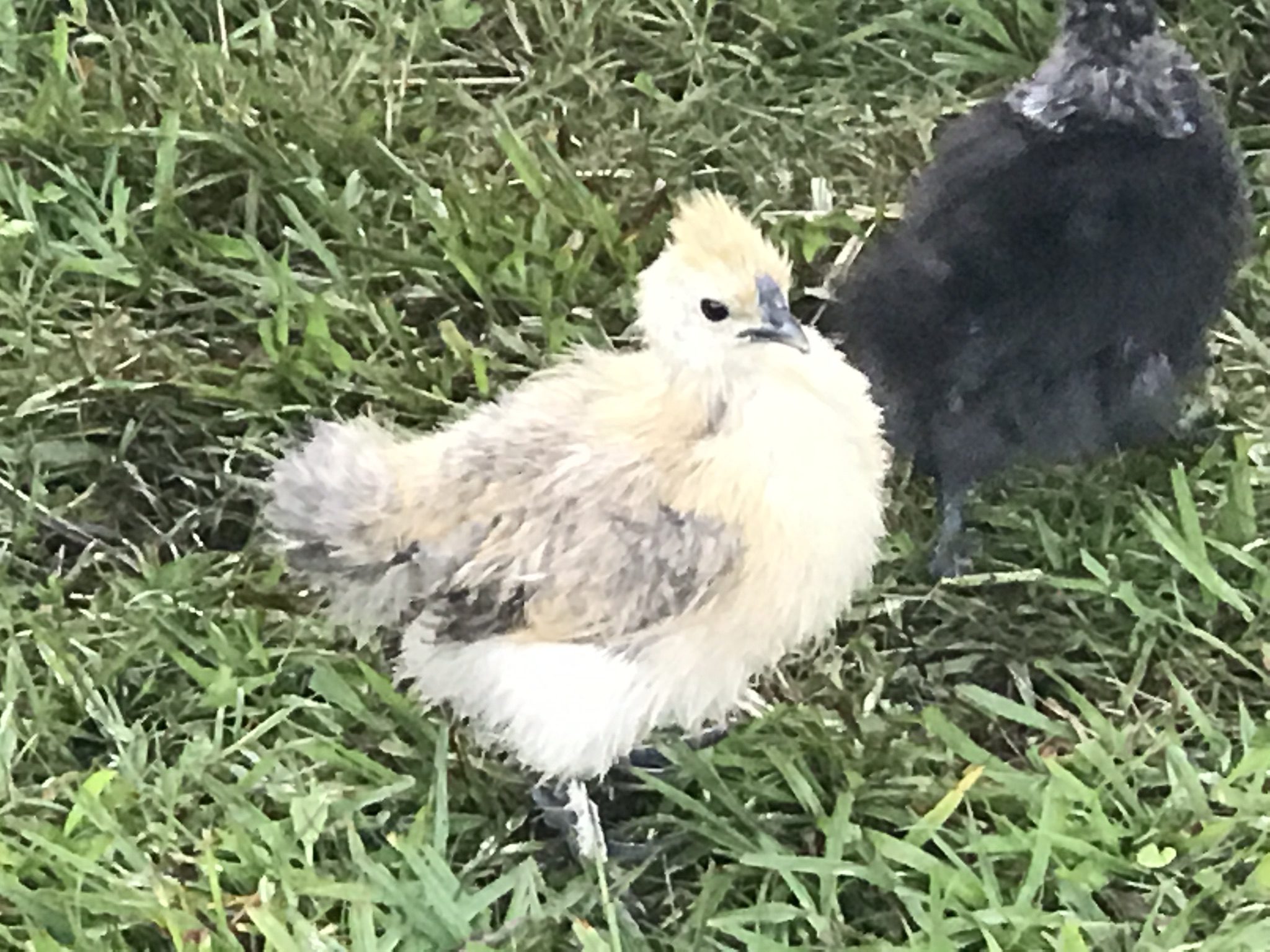 From Fluff to Feathers - 6 Week Old Chicks - All About Raising Chickens