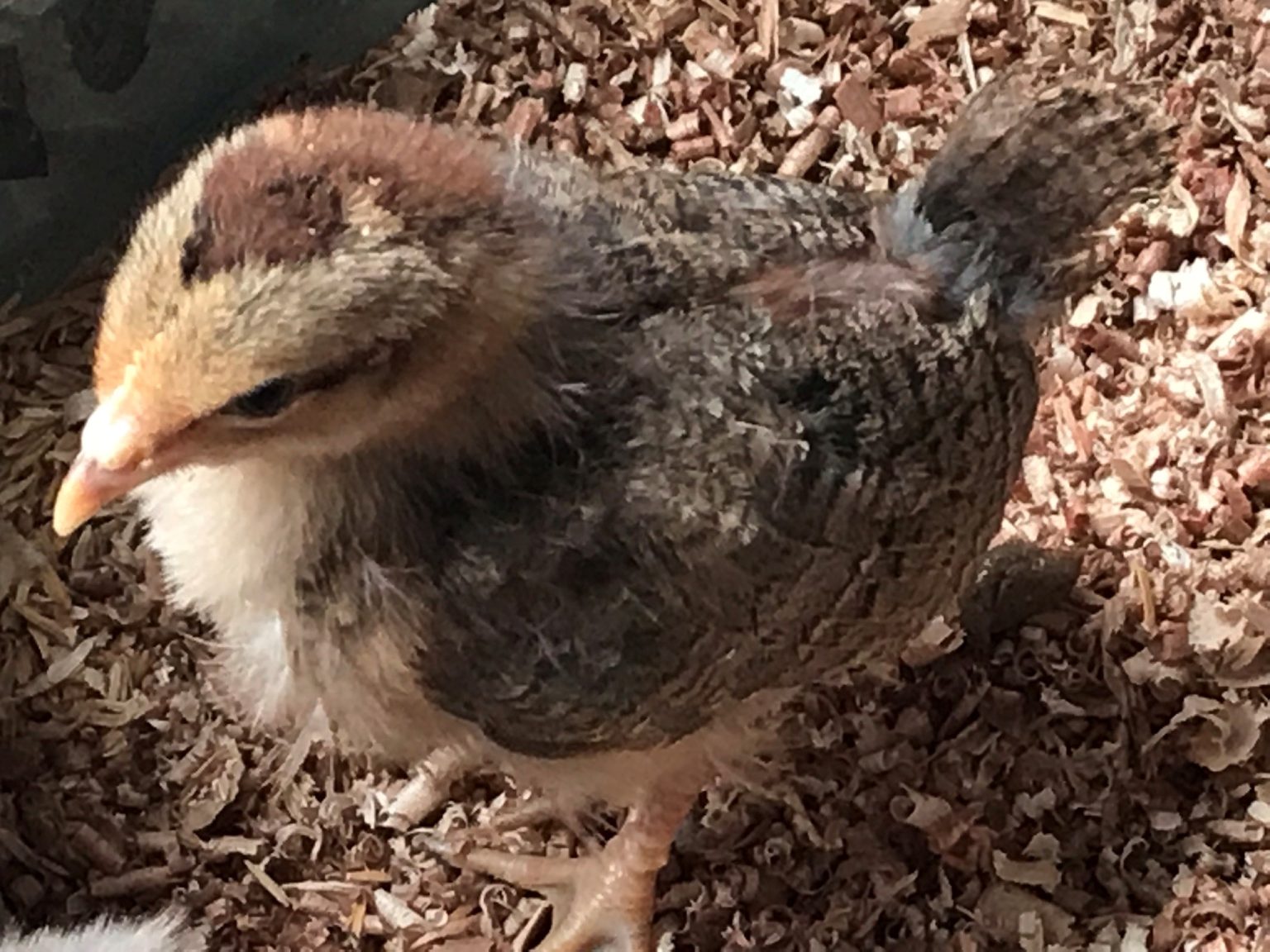 From Fluff to Feathers - 6 Week Old Chicks - All About Raising Chickens